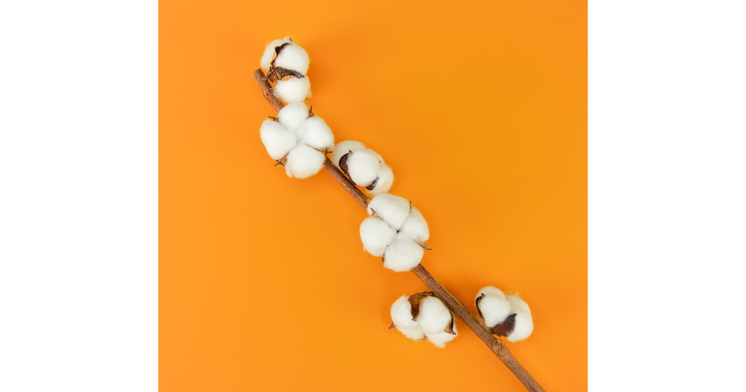 Mituri despre bumbacul organic